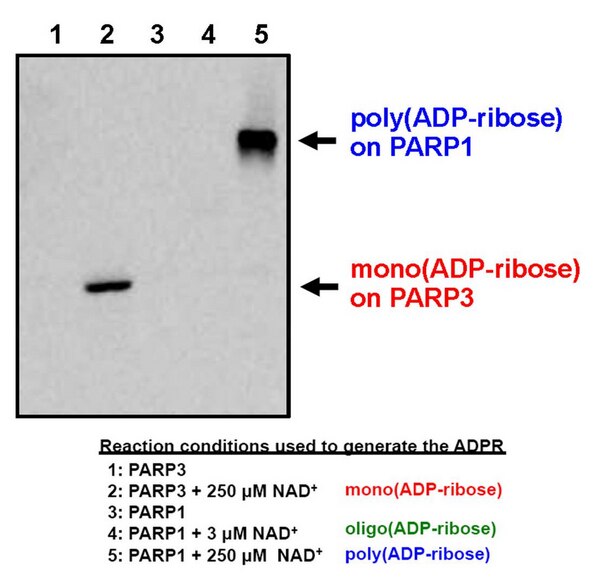 Anti-mono and poly ADP Ribose Binding Reagent | MABE1075-25UG